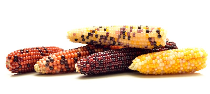 gmo corn products