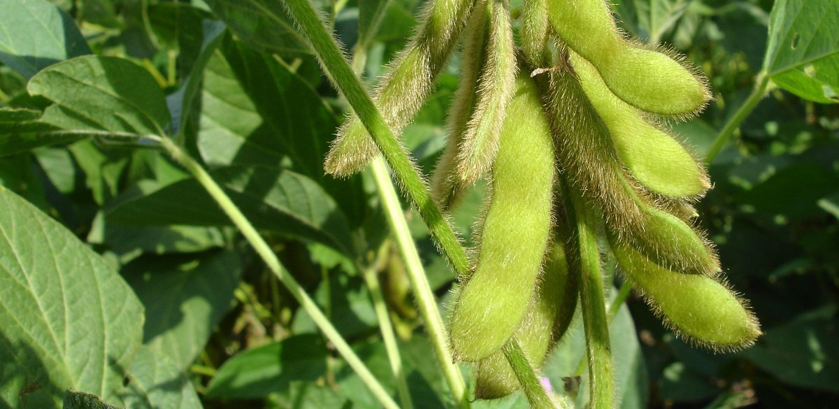 ADM will mehr gentechnikfreie Soja aus deutschem Anbau verarbeiten ...